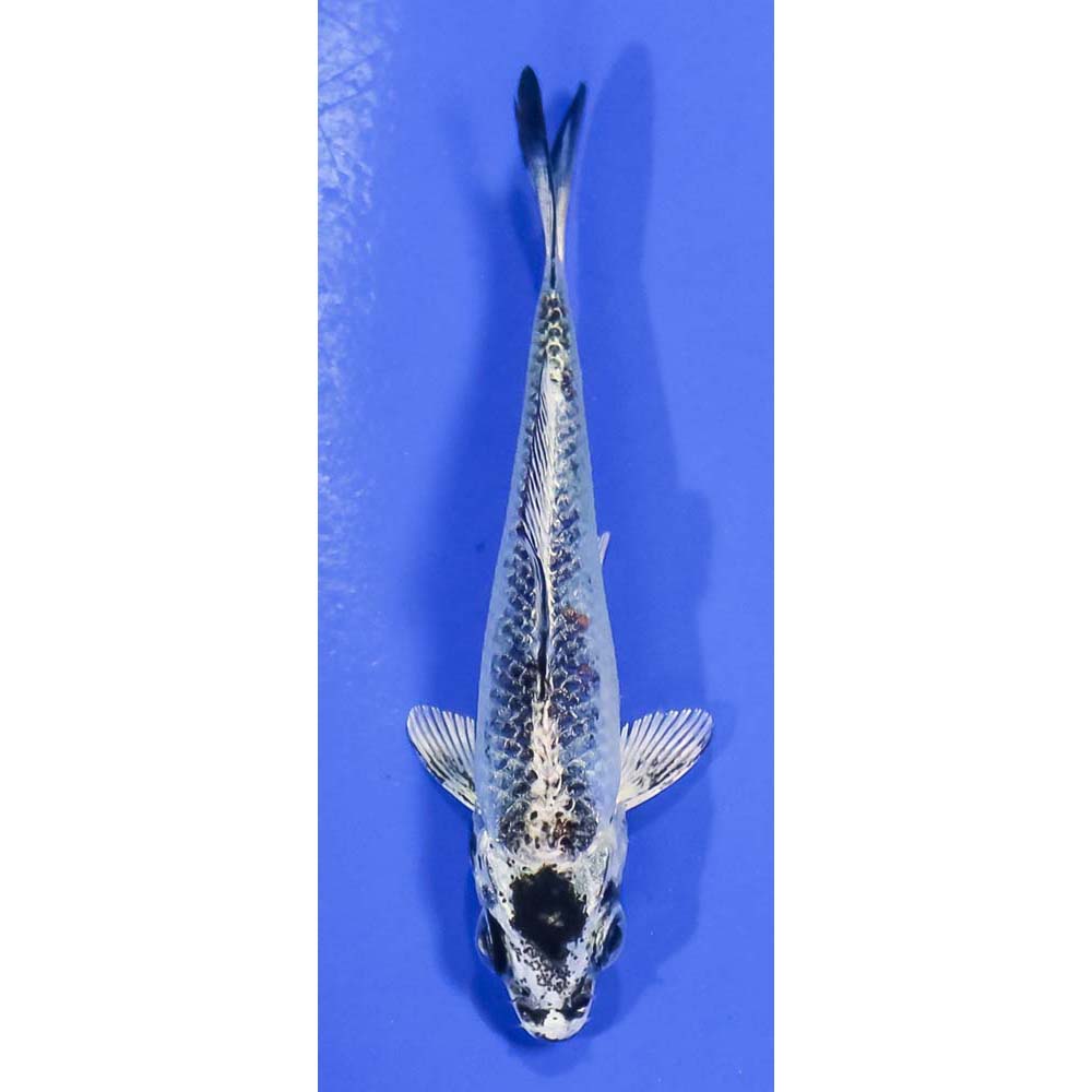 3” Imported Kujaku | Koi Fish For Sale