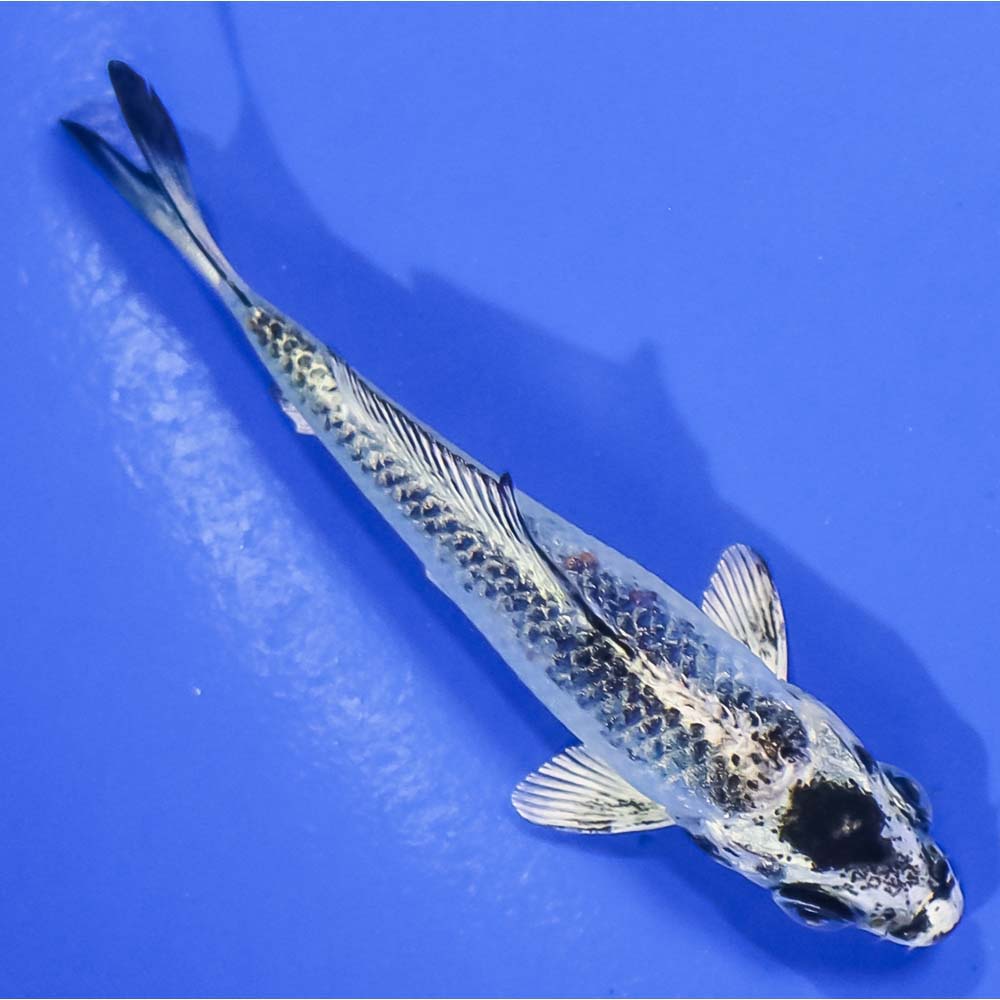 3” Imported Kujaku | Koi Fish For Sale