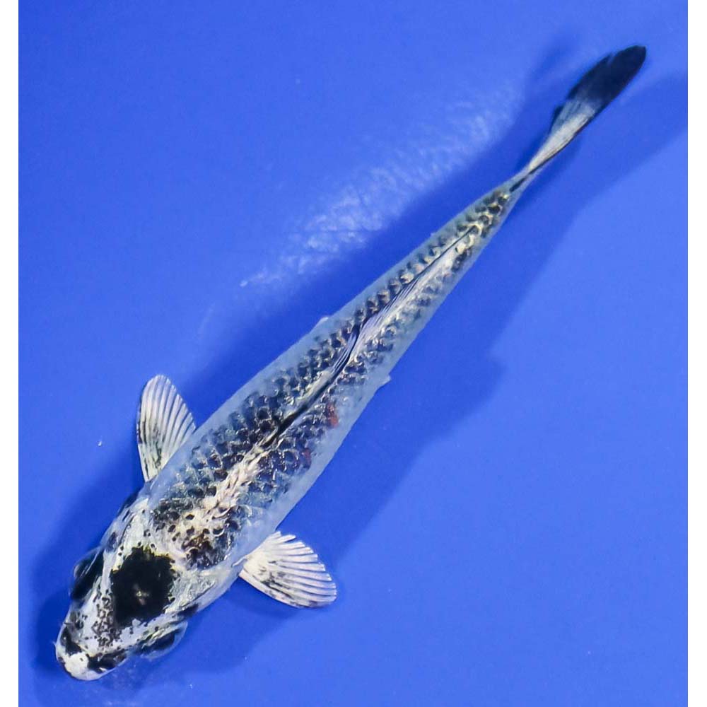 3” Imported Kujaku | Koi Fish For Sale