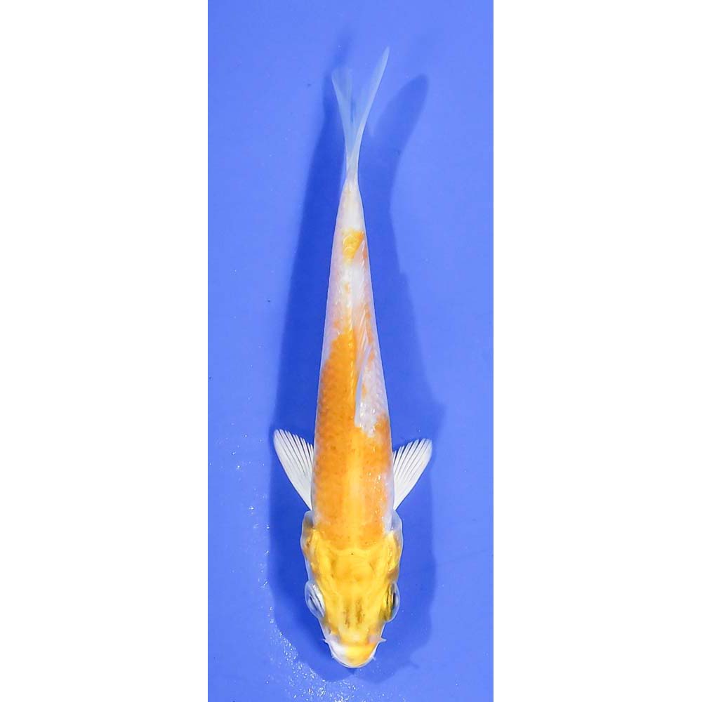 3” Imported Lemon Hariwake | Koi Fish For Sale