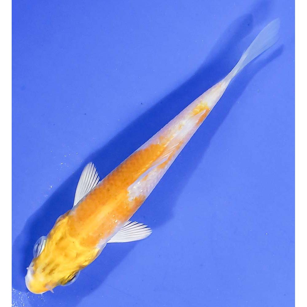 3” Imported Lemon Hariwake | Koi Fish For Sale