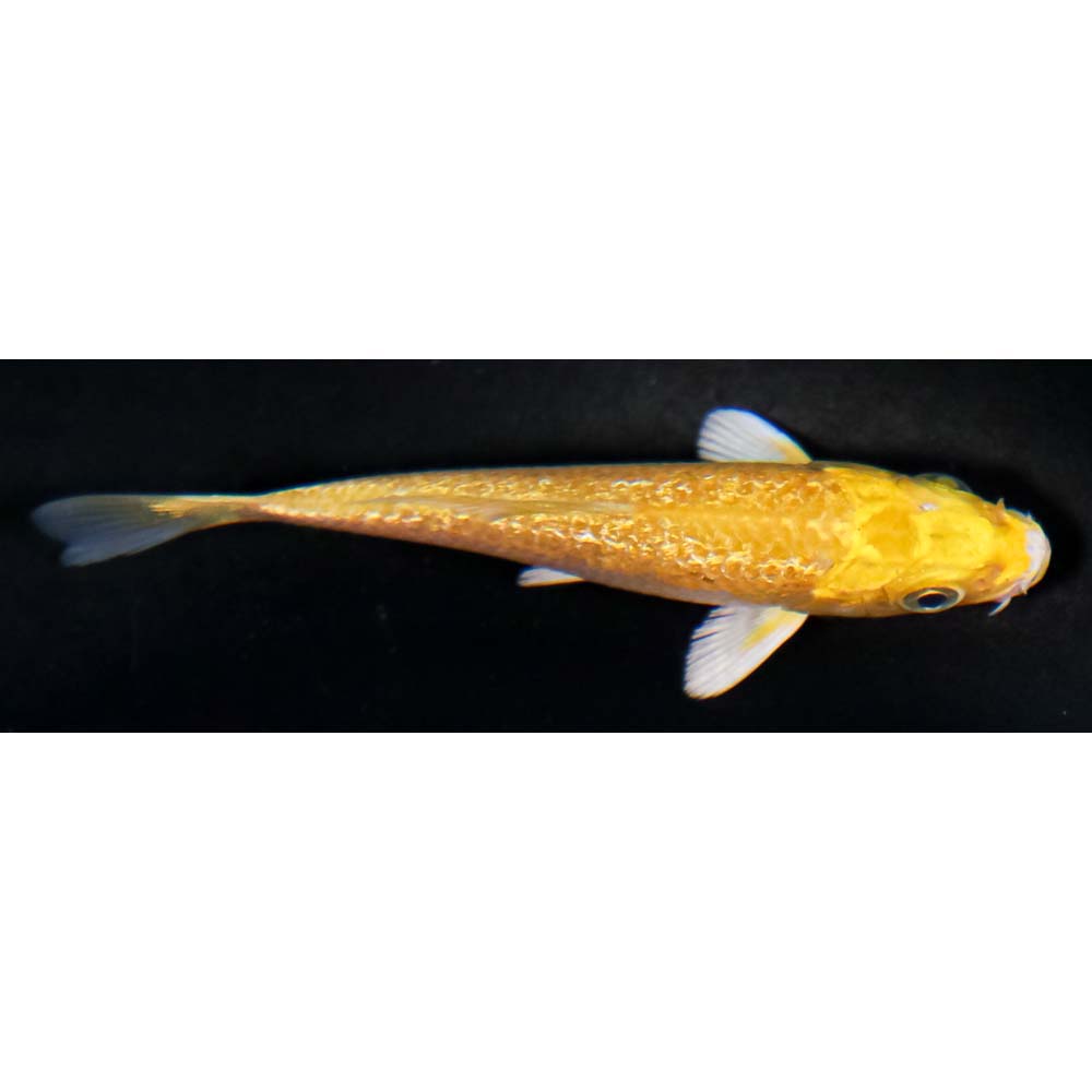 3” Imported Gin Rin Yamabuki Ogon | Koi Fish For Sale