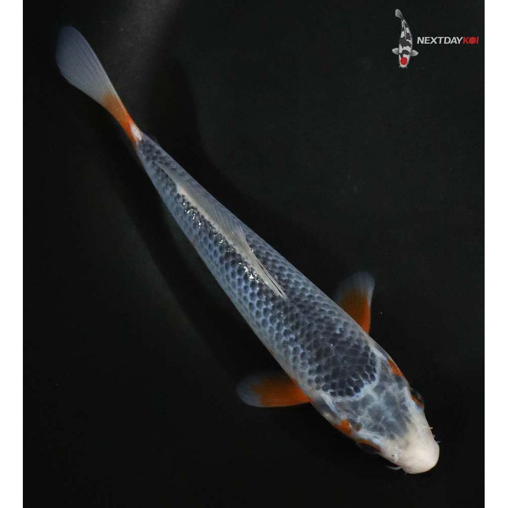 7” Asagi | Koi Fish For Sale