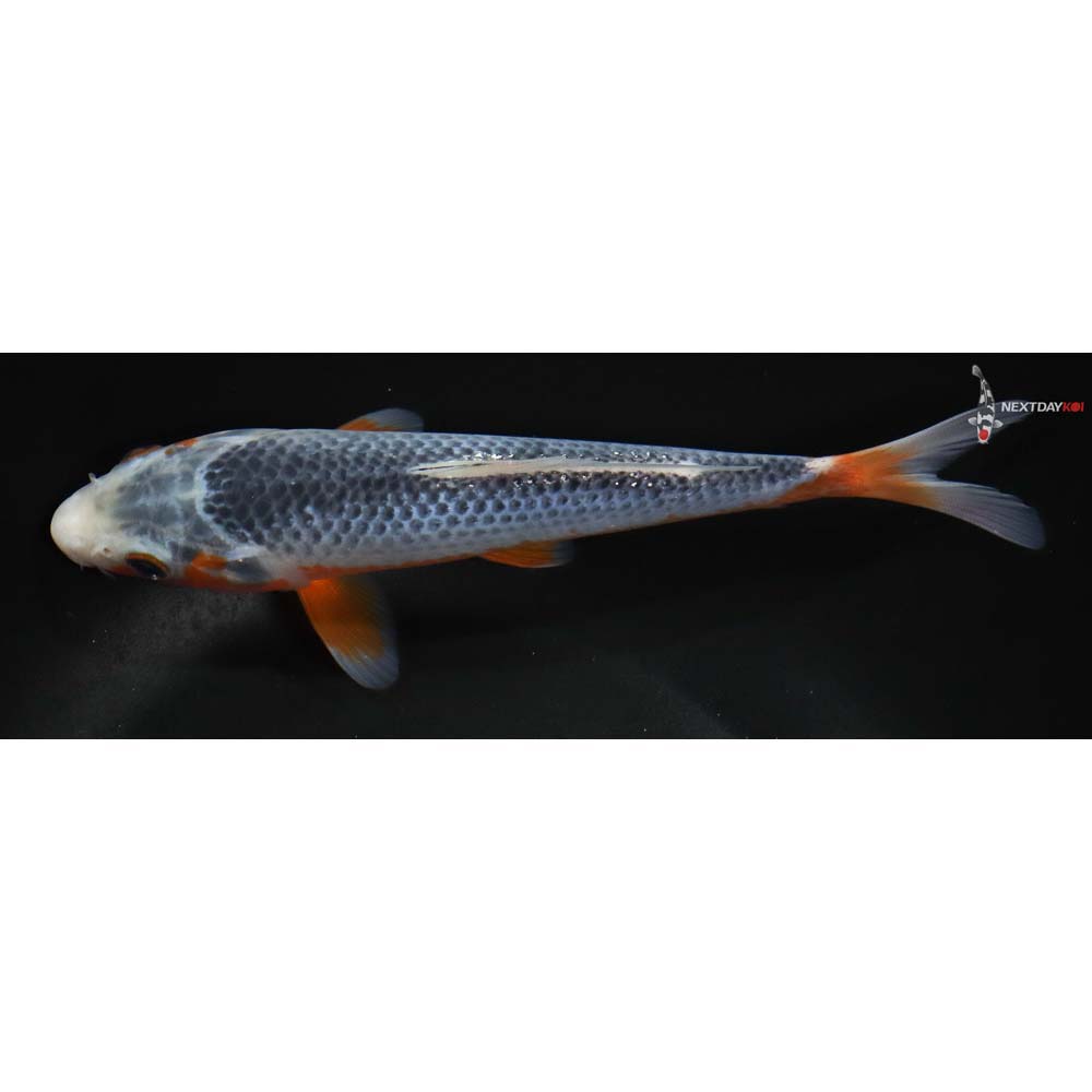 7” Asagi | Koi Fish For Sale