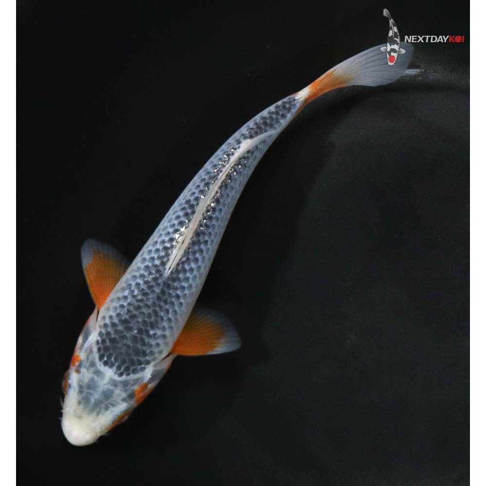 7” Asagi | Koi Fish For Sale