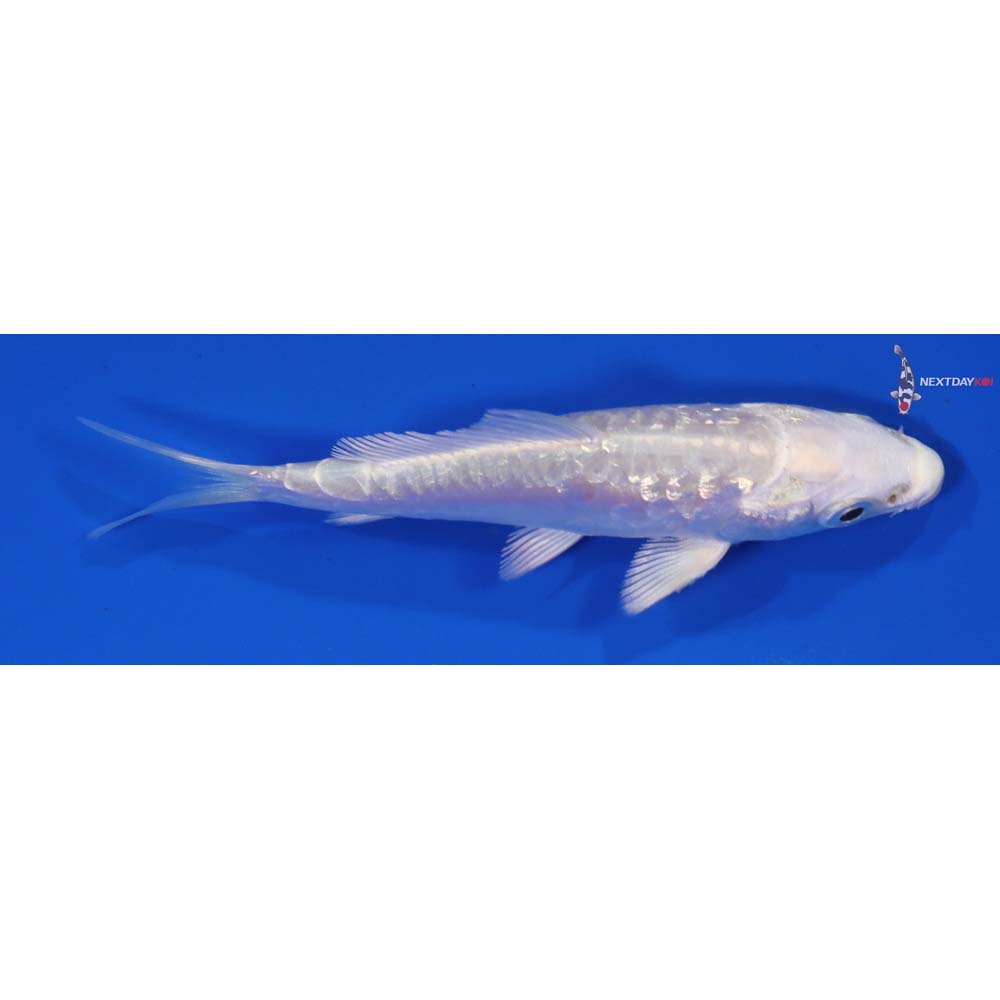 3" Imported Doitsu Gin Rin Platinum Ogon | Koi Fish For Sale