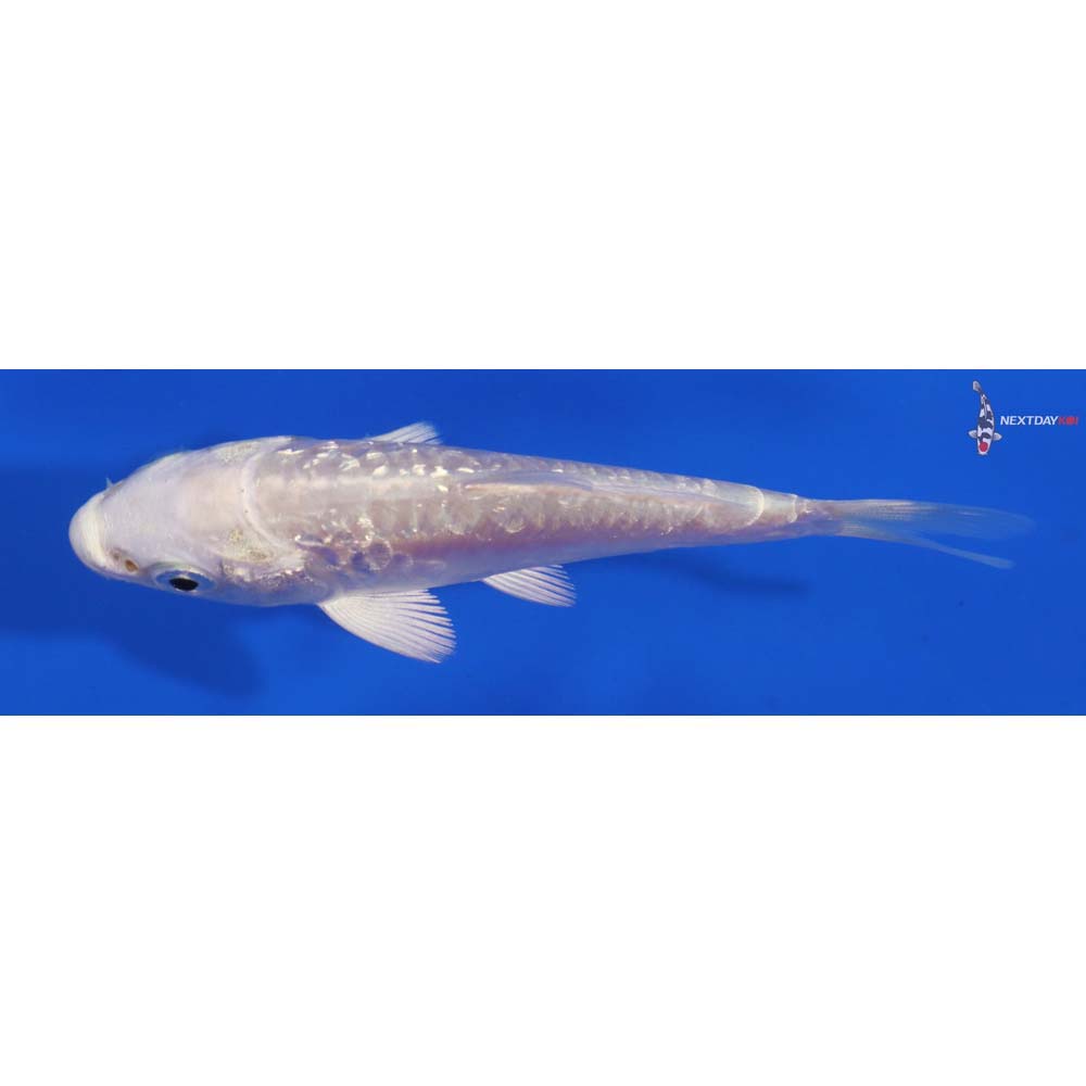 3" Imported Doitsu Gin Rin Platinum Ogon | Koi Fish For Sale