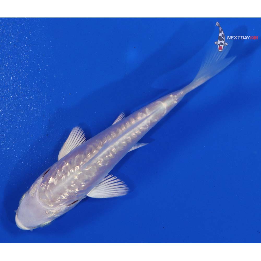3" Imported Doitsu Gin Rin Platinum Ogon | Koi Fish For Sale