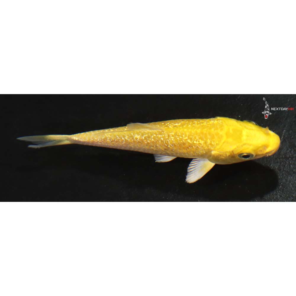 3" Imported Gin Rin Yamabuki Ogon | Koi Fish For Sale