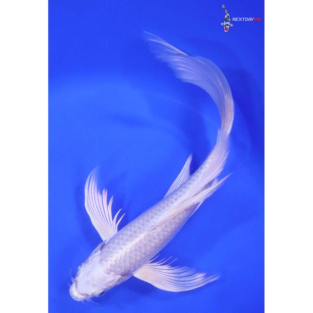 Platinum Ogon | Koi Fish For Sale | Next Day Koi