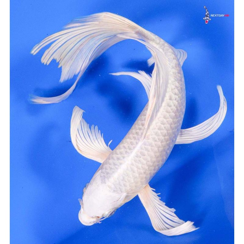 Platinum Ogon | Koi Fish For Sale | Next Day Koi