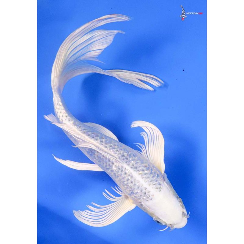 Platinum Ogon | Koi Fish For Sale | Next Day Koi