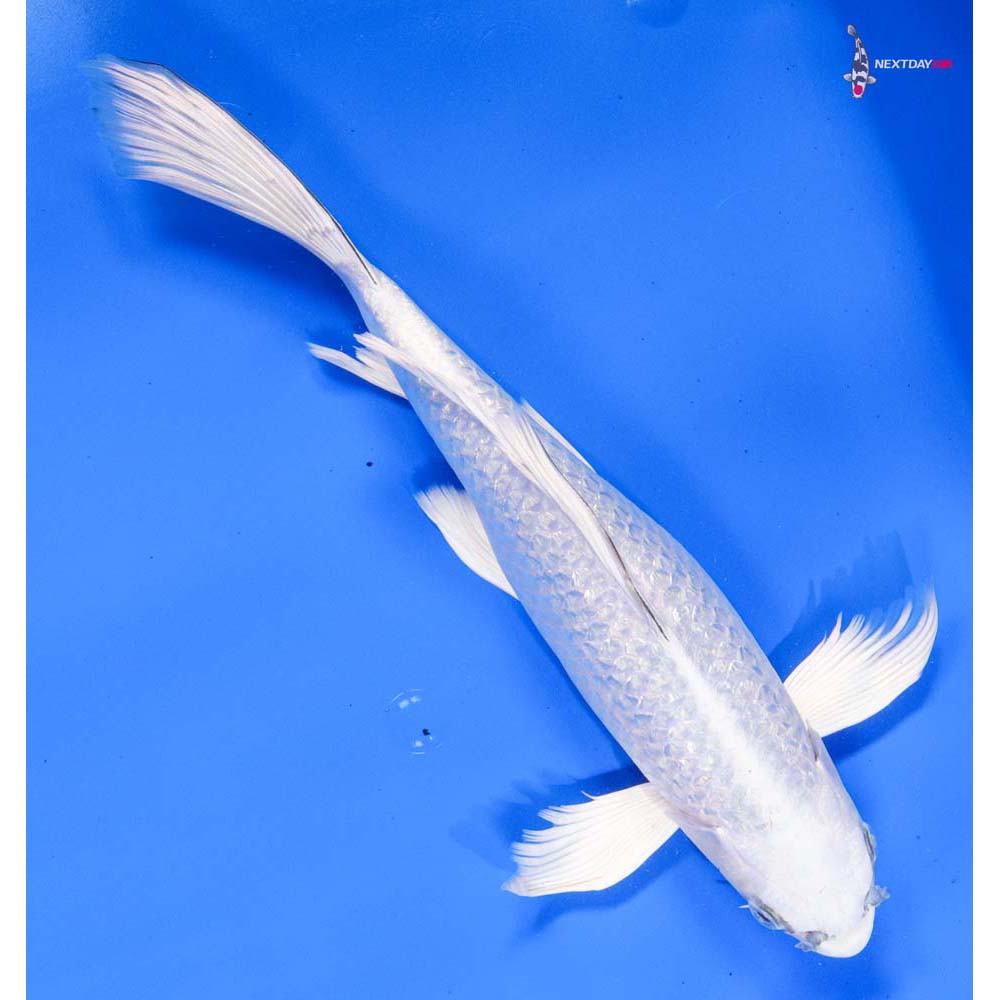 13” Imported Gin Rin Platinum Ogon Butterfly Koi | Koi Fish For Sale