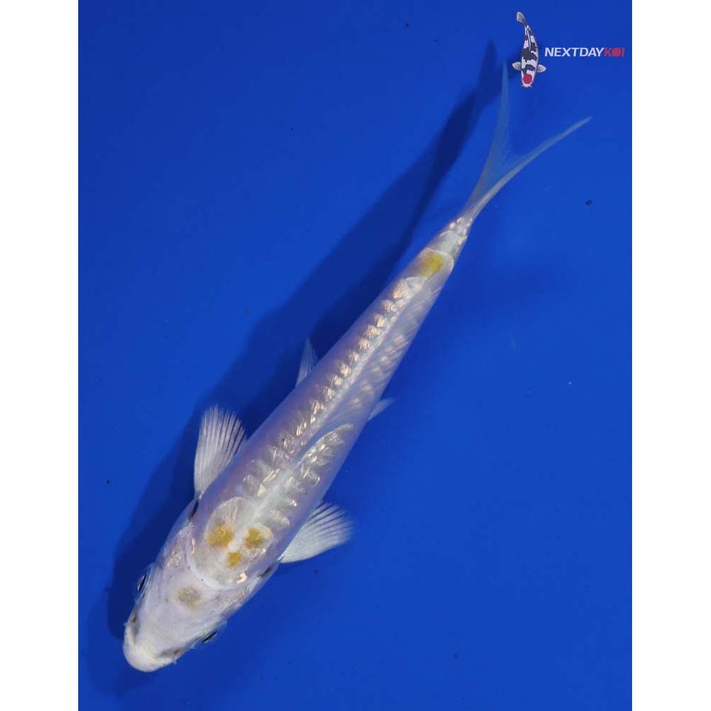 3" Imported Doitsu Gin Rin Lemon Hariwake | Koi Fish For Sale