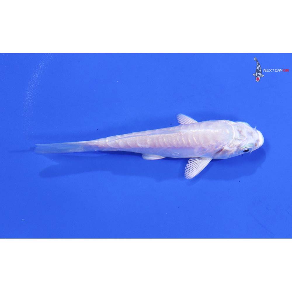 3” Imported Doitsu Platinum Ogon | Koi Fish For Sale