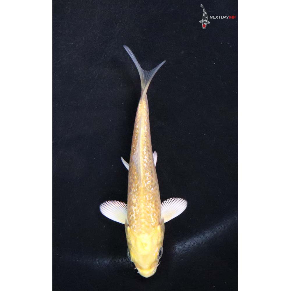 3” Imported Gin Rin Yamabuki Ogon | Koi Fish For Sale