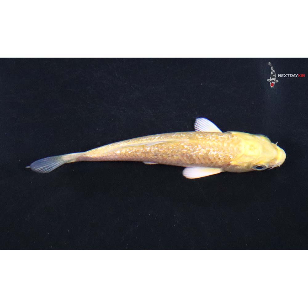 3” Imported Gin Rin Yamabuki Ogon | Koi Fish For Sale