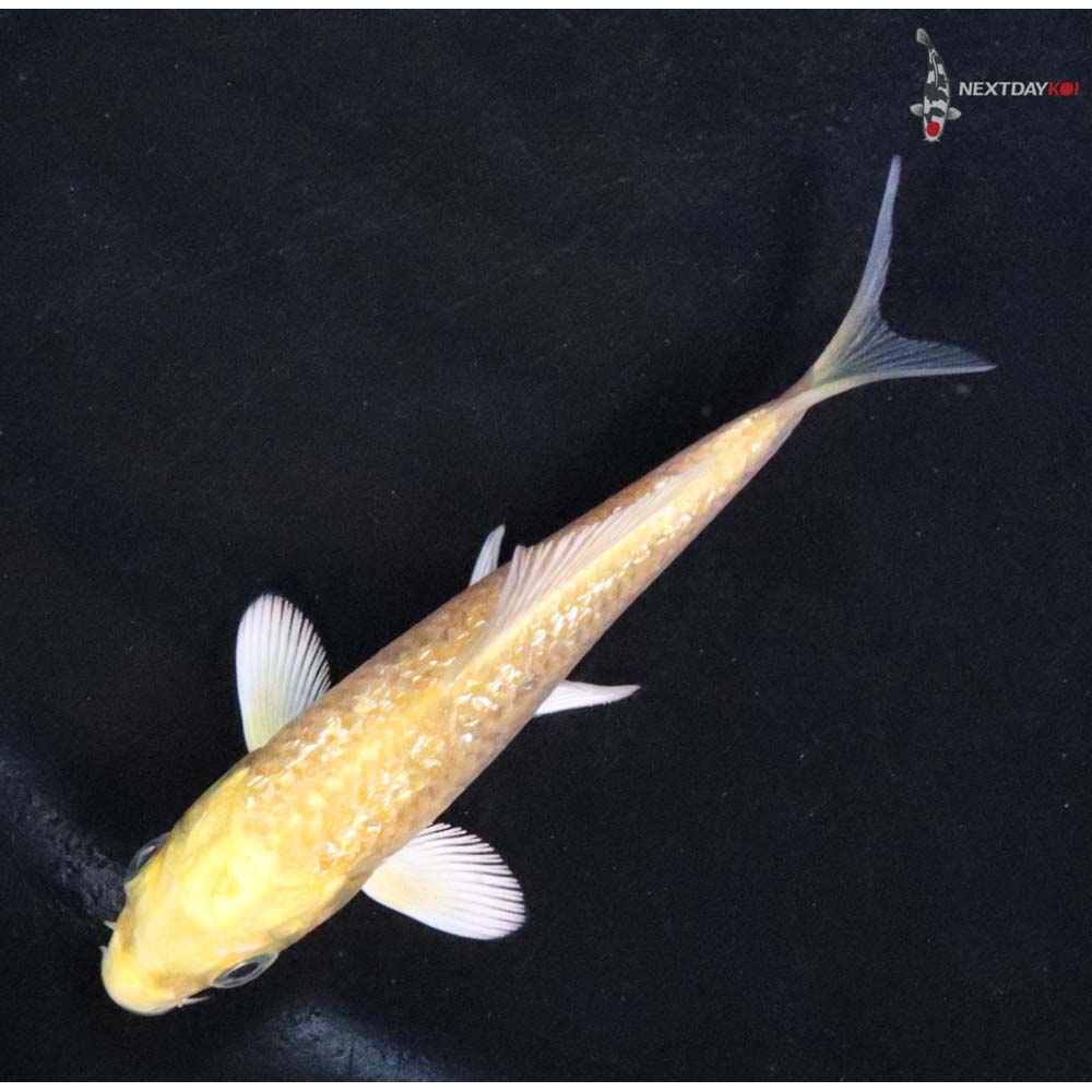 3” Imported Gin Rin Yamabuki Ogon | Koi Fish For Sale