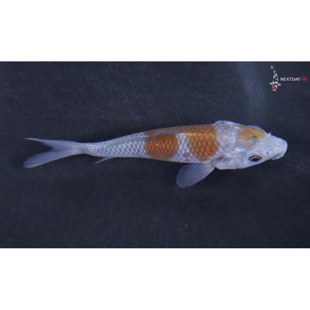 3” Imported Ochiba Shigure | Koi Fish For Sale
