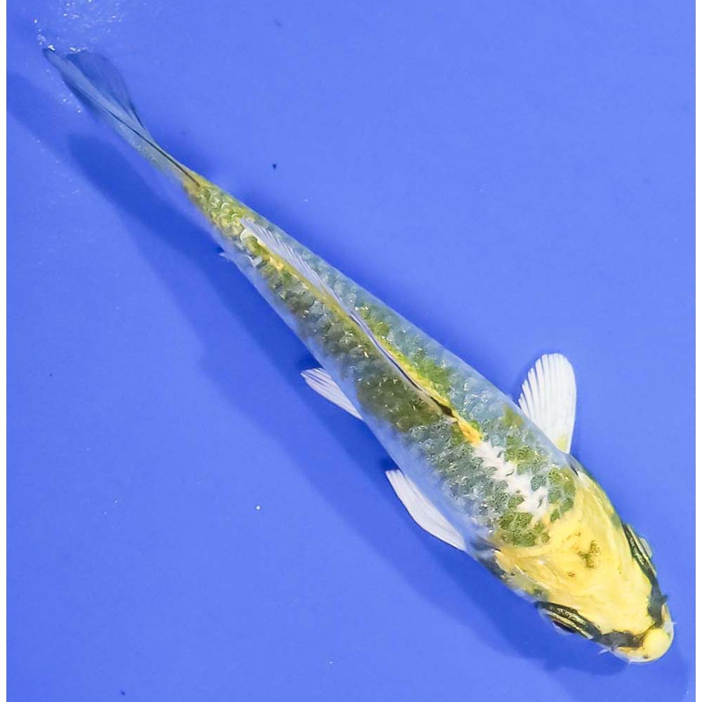 3” Imported Kujaku | Koi Fish For Sale