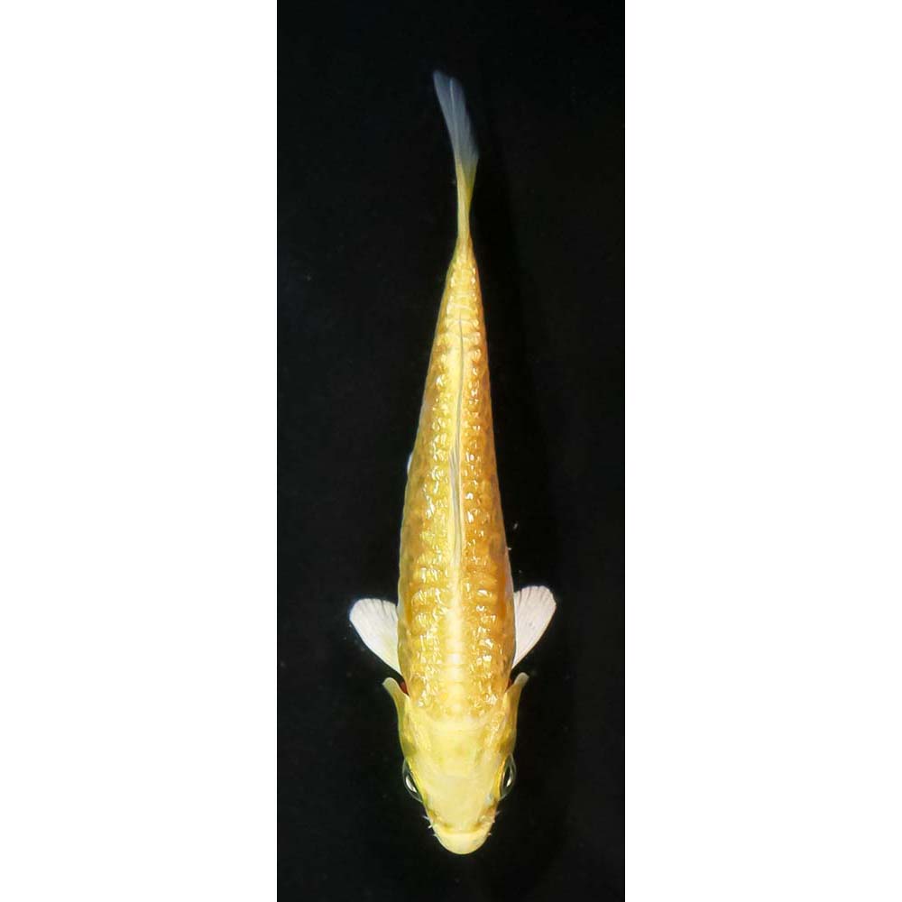 3.5” Imported Gin Rin Armor Scaled Yamabuki Ogon | Koi Fish For Sale
