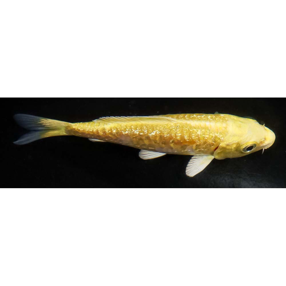 3.5” Imported Gin Rin Armor Scaled Yamabuki Ogon | Koi Fish For Sale