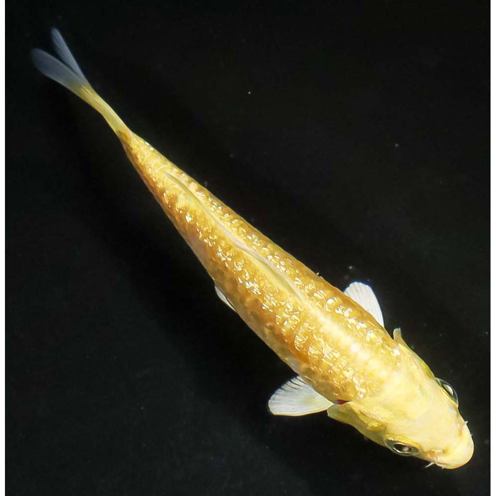 3.5” Imported Gin Rin Armor Scaled Yamabuki Ogon | Koi Fish For Sale