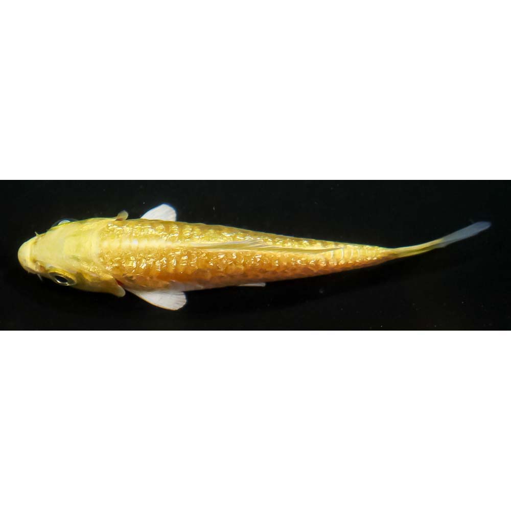 3.5” Imported Gin Rin Armor Scaled Yamabuki Ogon | Koi Fish For Sale