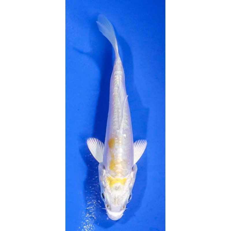 Hikarimoyo Koi Fish For Sale | Next Day Koi