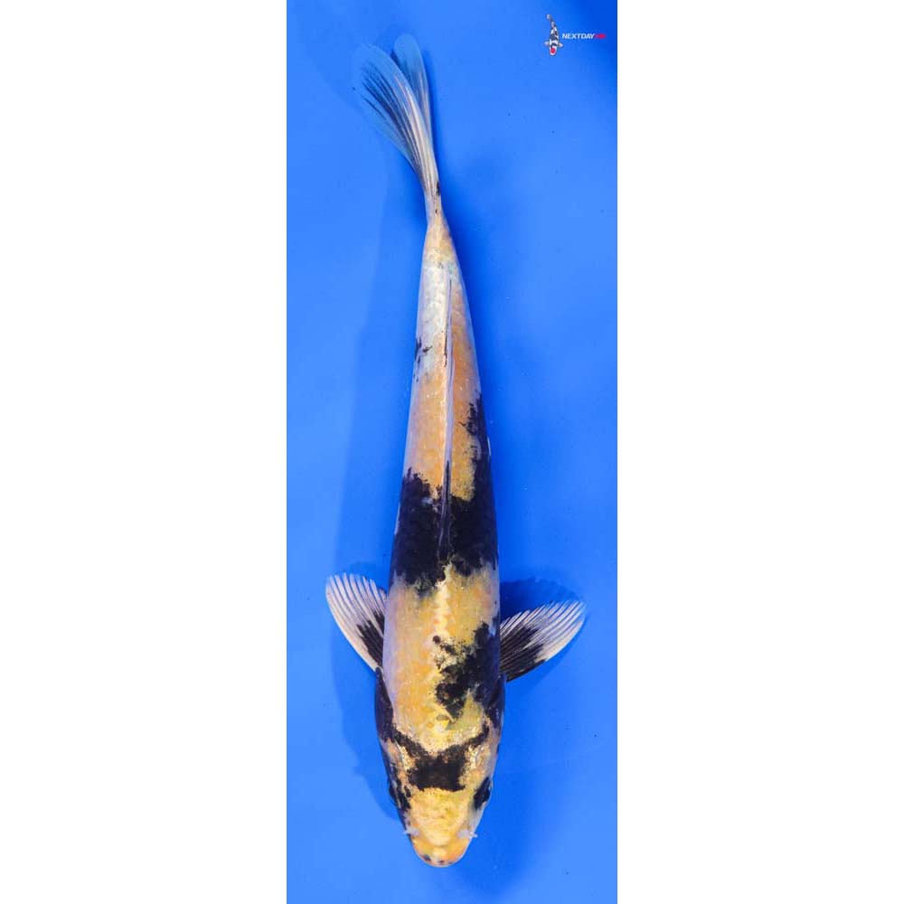 9” Imported Kin Ki Showa | Koi Fish For Sale