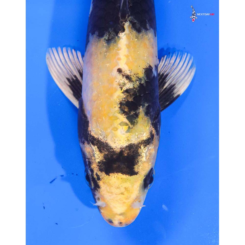 9” Imported Kin Ki Showa | Koi Fish For Sale