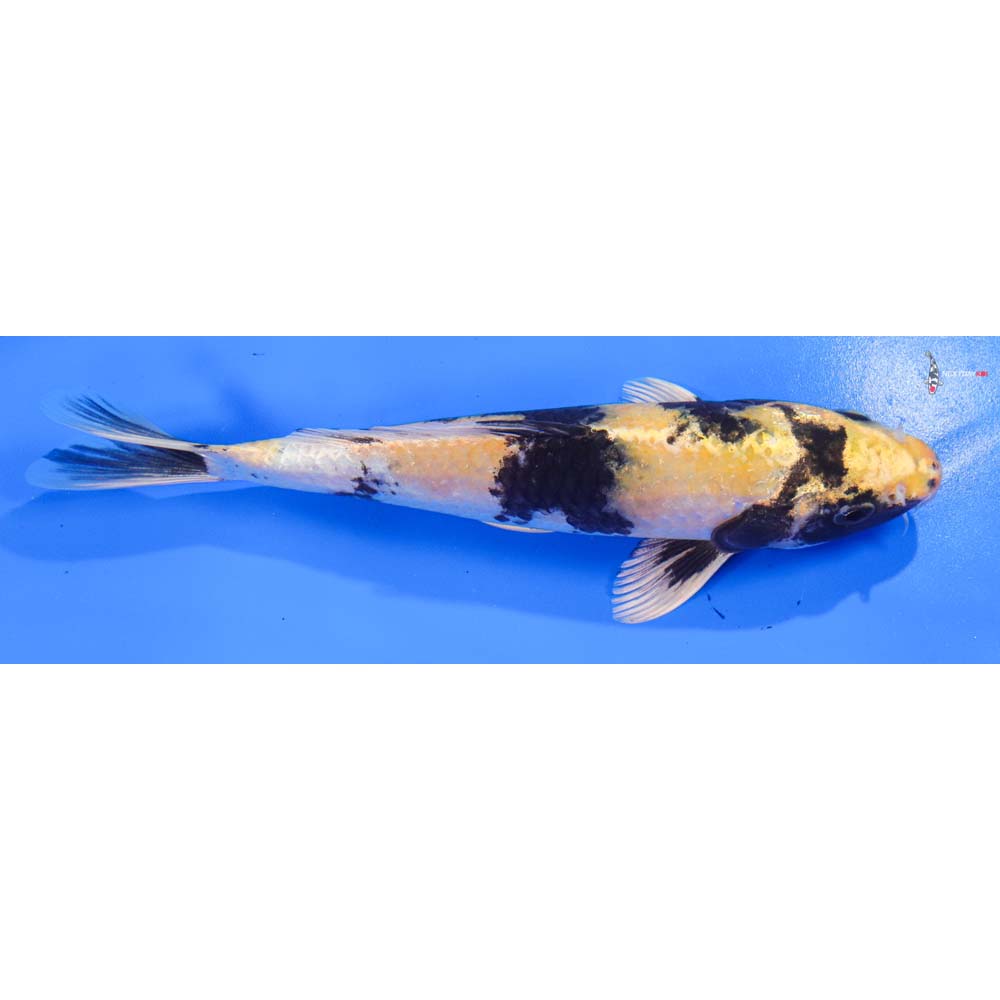 9” Imported Kin Ki Showa | Koi Fish For Sale