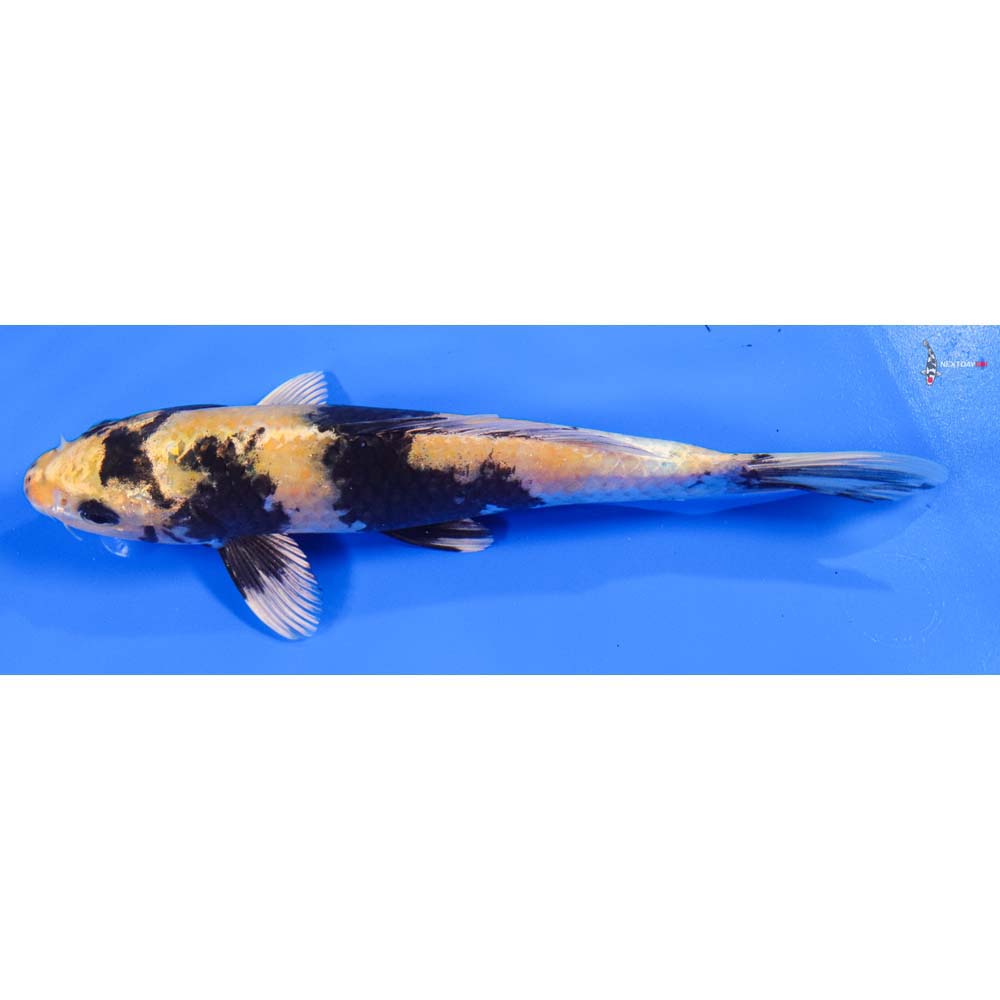 9” Imported Kin Ki Showa | Koi Fish For Sale