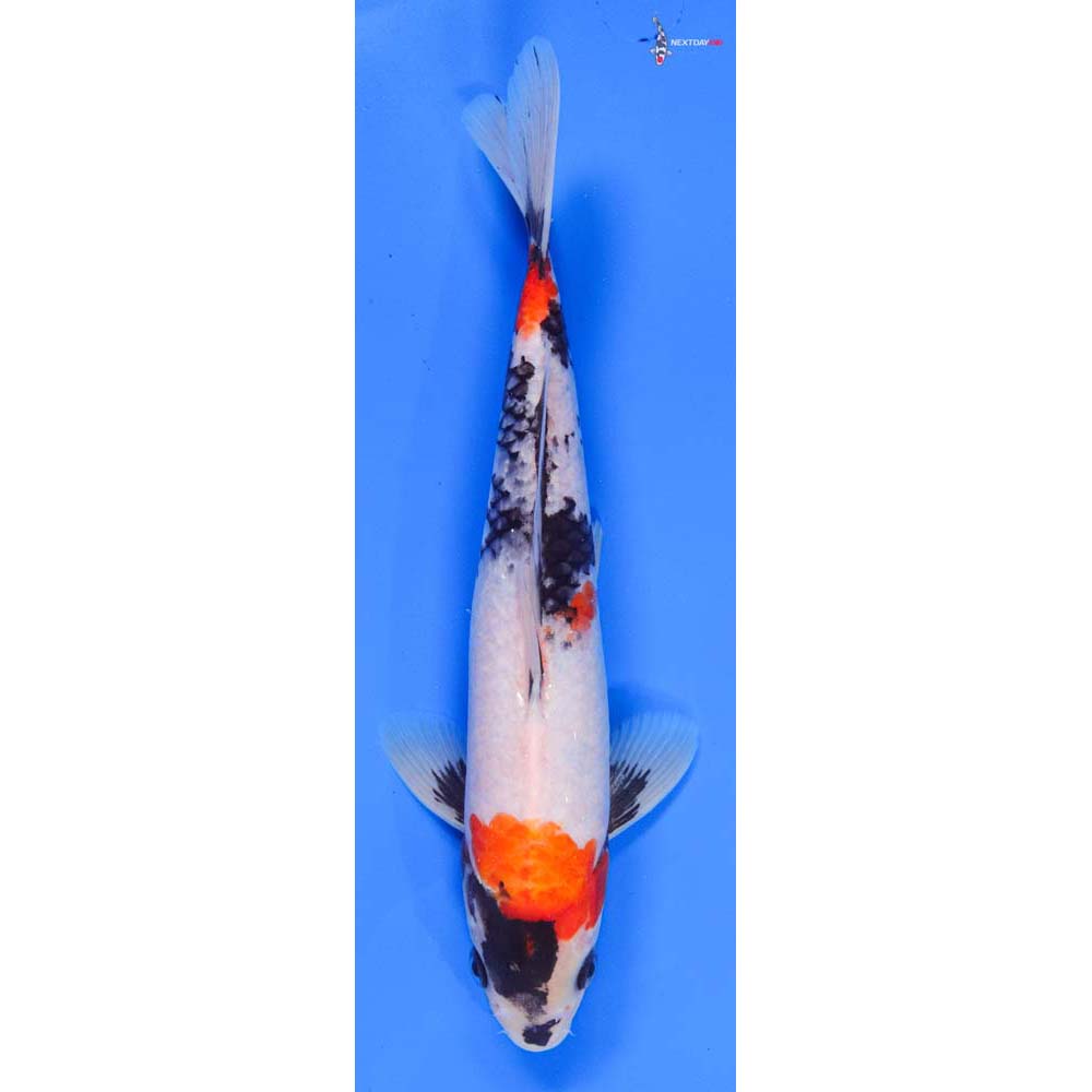 Showa | Koi Fish For Sale | Next Day Koi