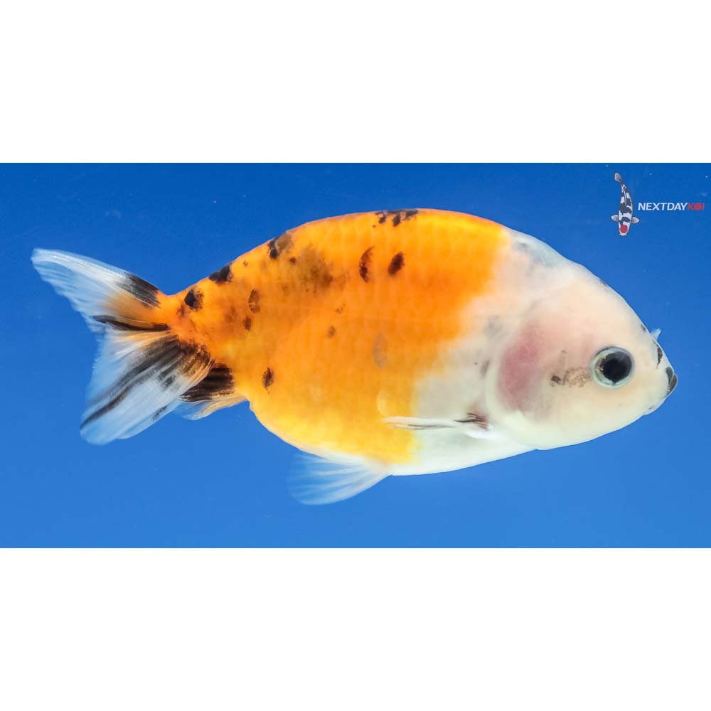 3" Imported Calico Ranchu | Koi Fish For Sale