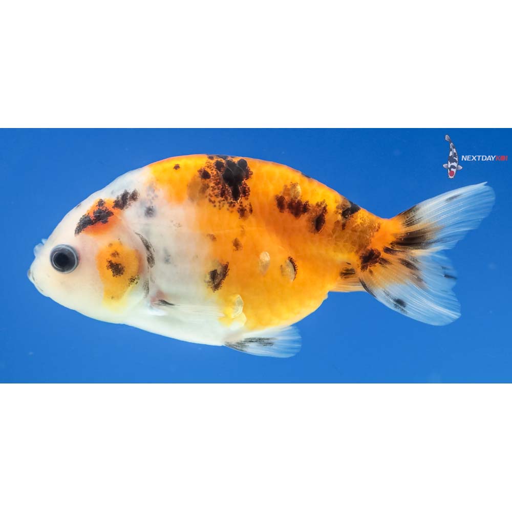 3" Imported Calico Ranchu | Koi Fish For Sale
