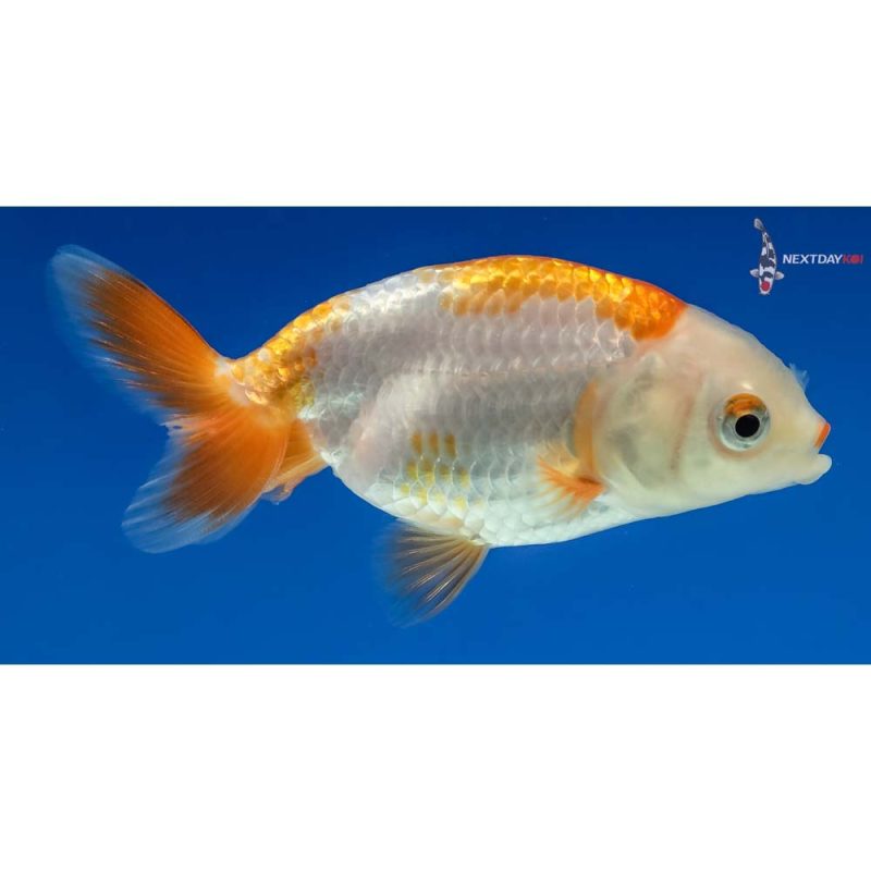 Ranchu | Koi Fish For Sale | Next Day Koi