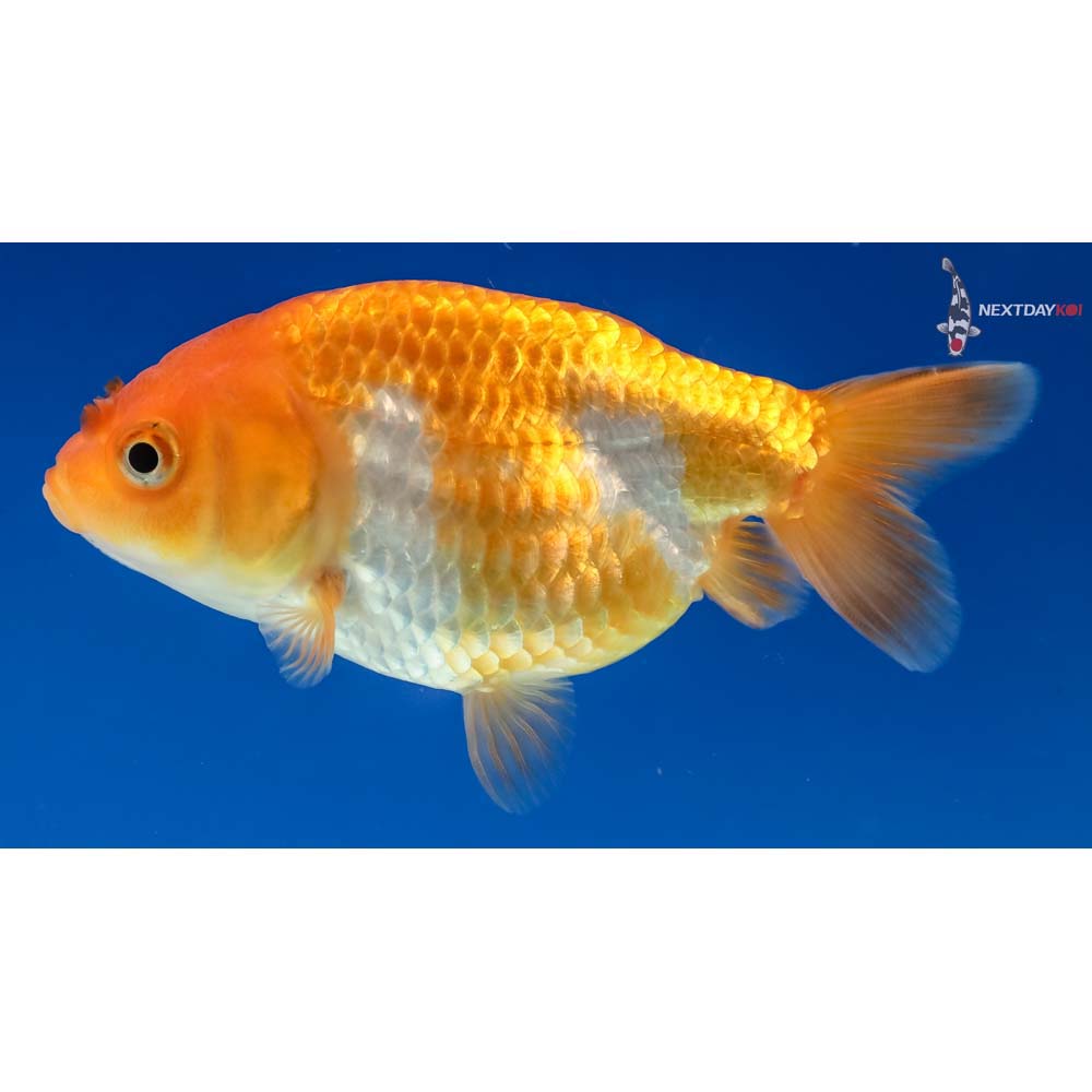 Ranchu | Koi Fish For Sale | Next Day Koi