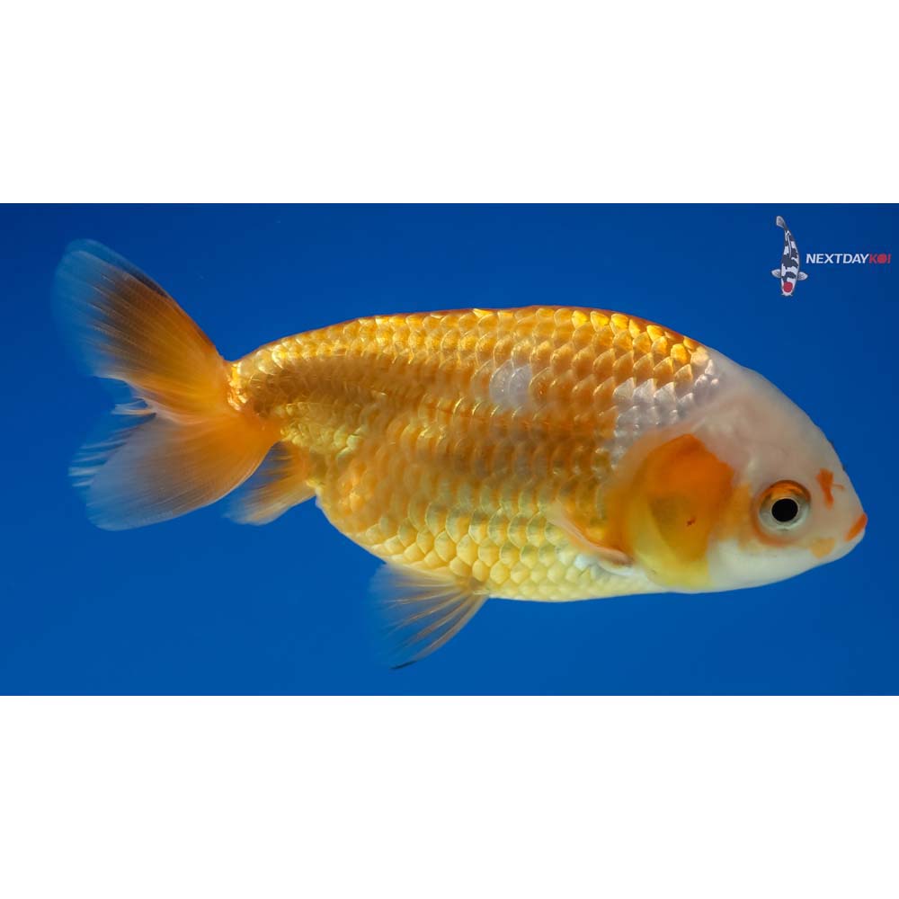 Ranchu | Koi Fish For Sale | Next Day Koi