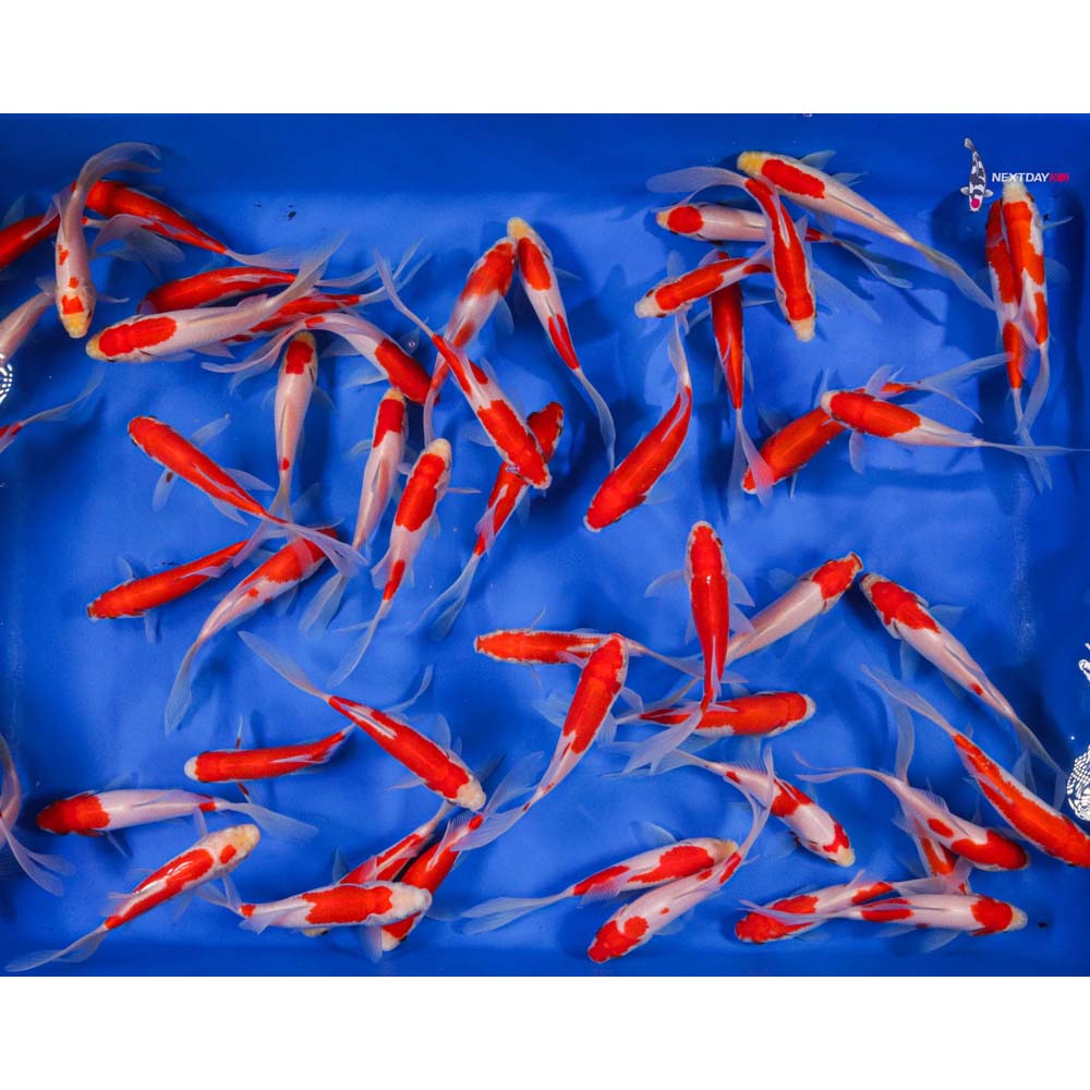 5-6" Longtail Sarasa Comet Goldfish | Koi Fish For Sale