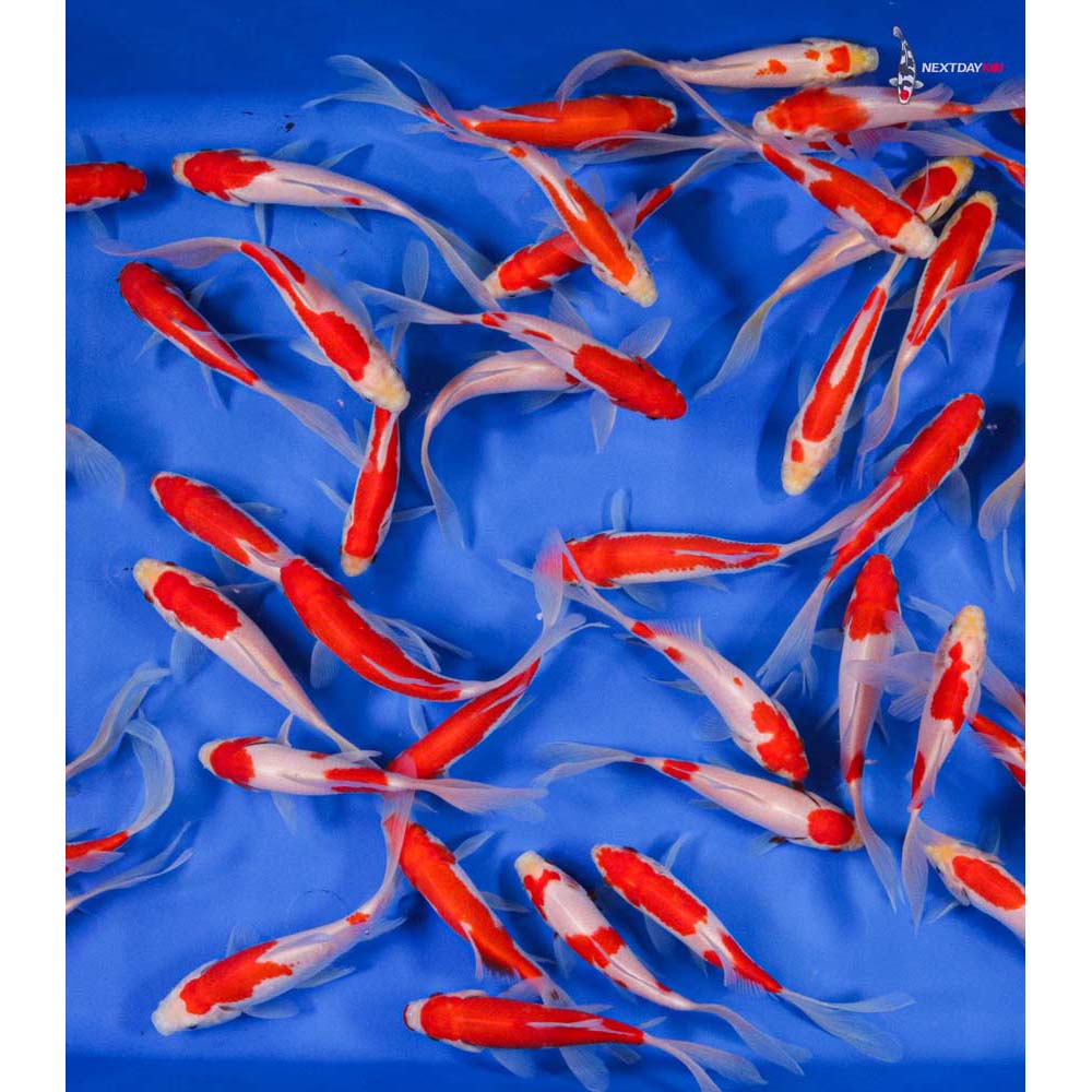 5-6" Longtail Sarasa Comet Goldfish | Koi Fish For Sale