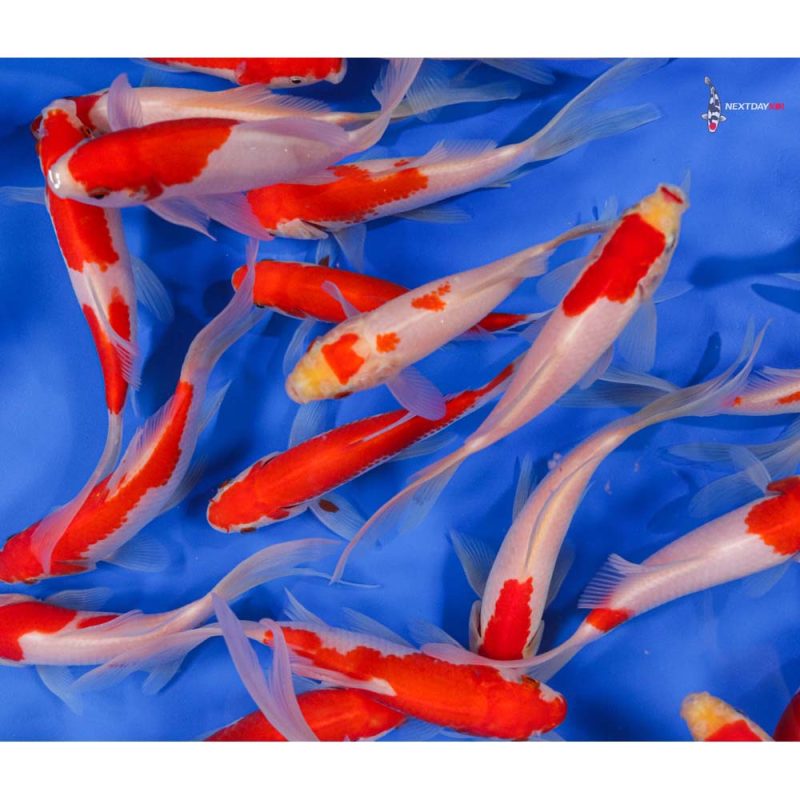 5-6" Longtail Sarasa Comet Goldfish | Koi Fish For Sale