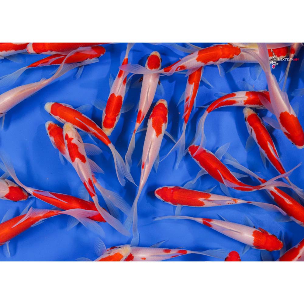 5-6" Longtail Sarasa Comet Goldfish | Koi Fish For Sale