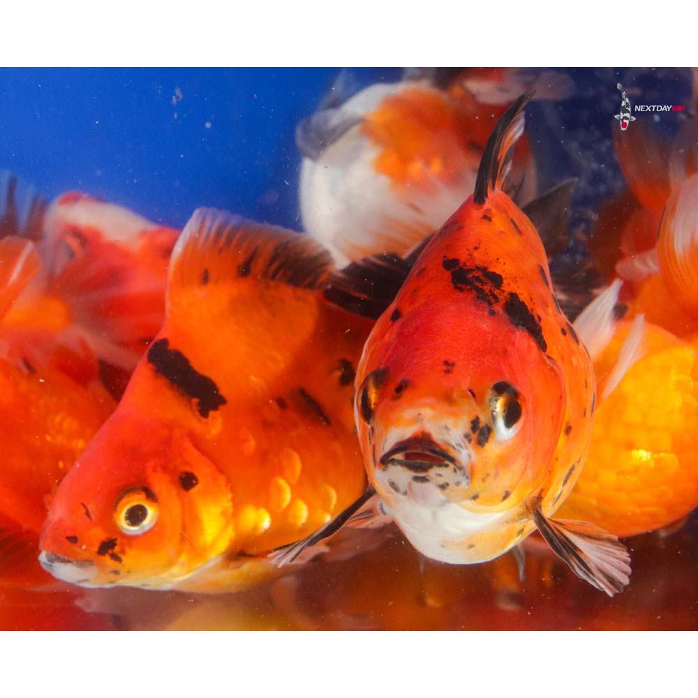 5-5.5" Imported Mixed Ryukin Goldfish | Koi Fish For Sale
