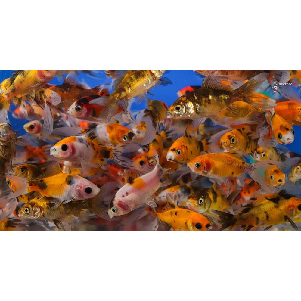 3" Imported Solar Flare Shubunkin Goldfish | Koi Fish For Sale