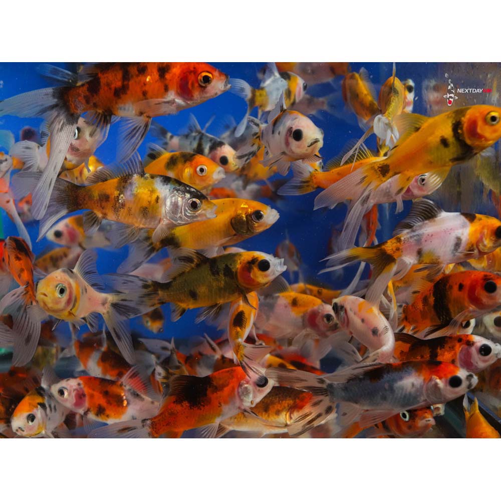 3" Imported Solar Flare Shubunkin Goldfish | Koi Fish For Sale