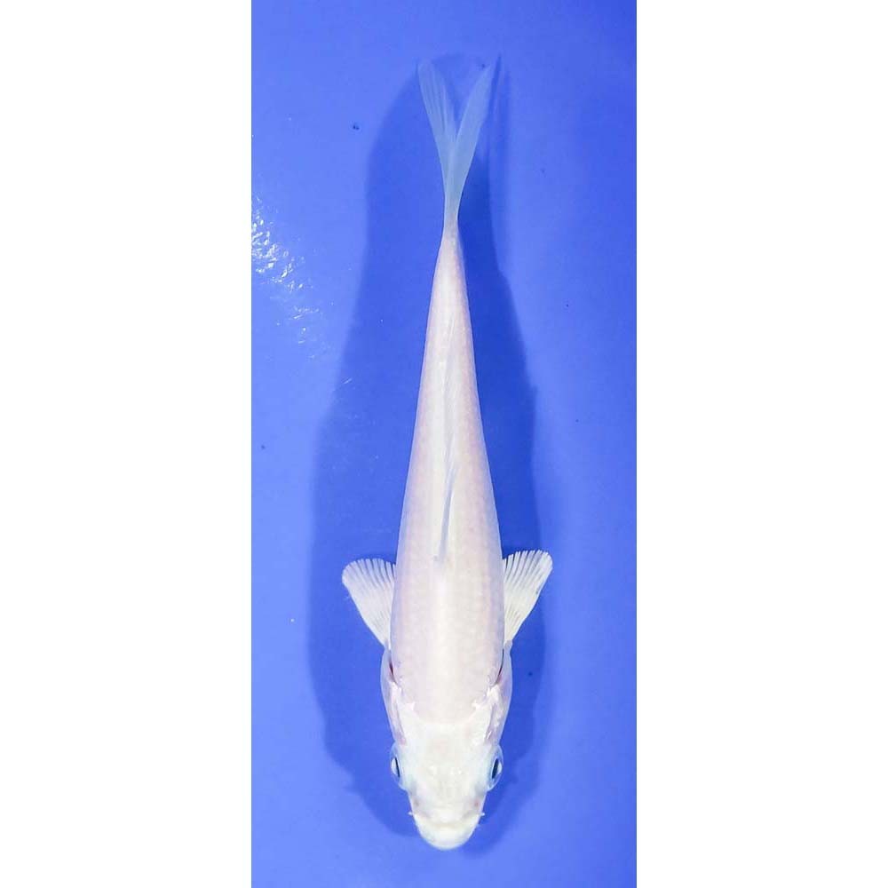 Platinum Ogon | Koi Fish For Sale | Next Day Koi