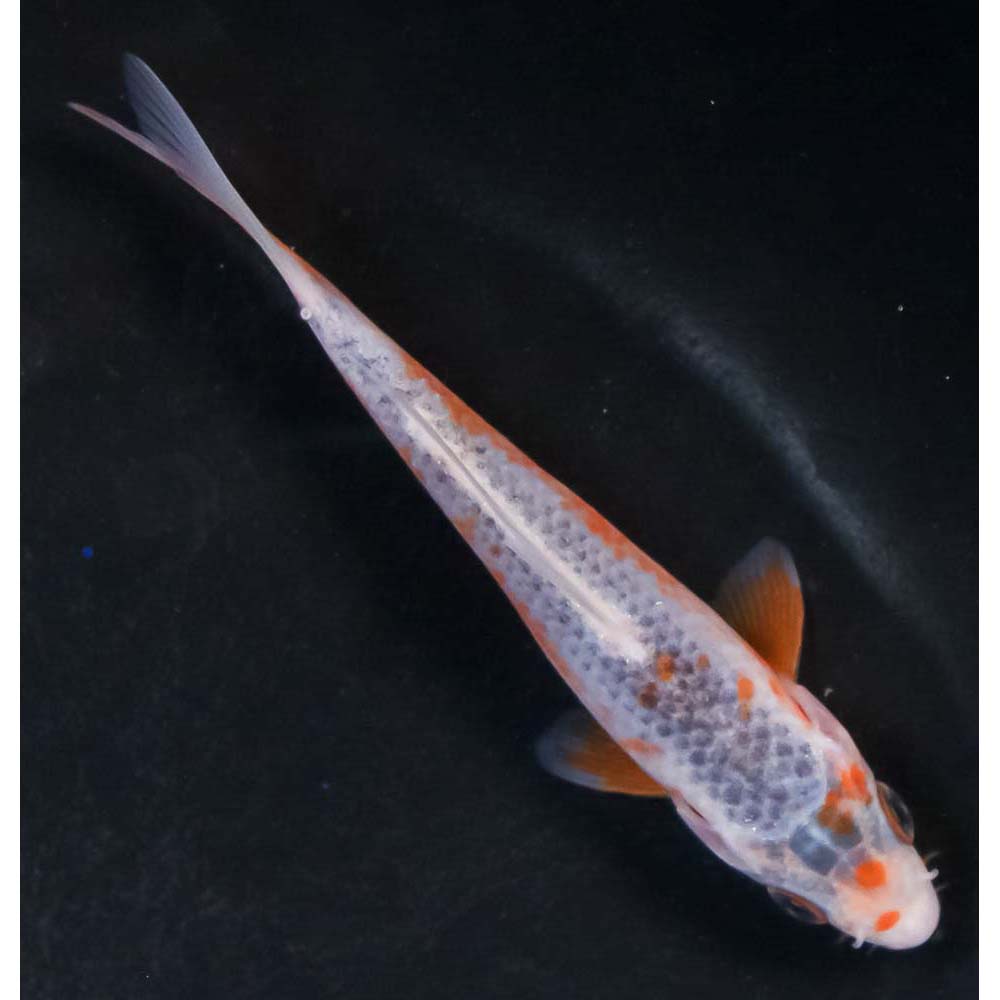 4” Imported Asagi | Koi Fish For Sale