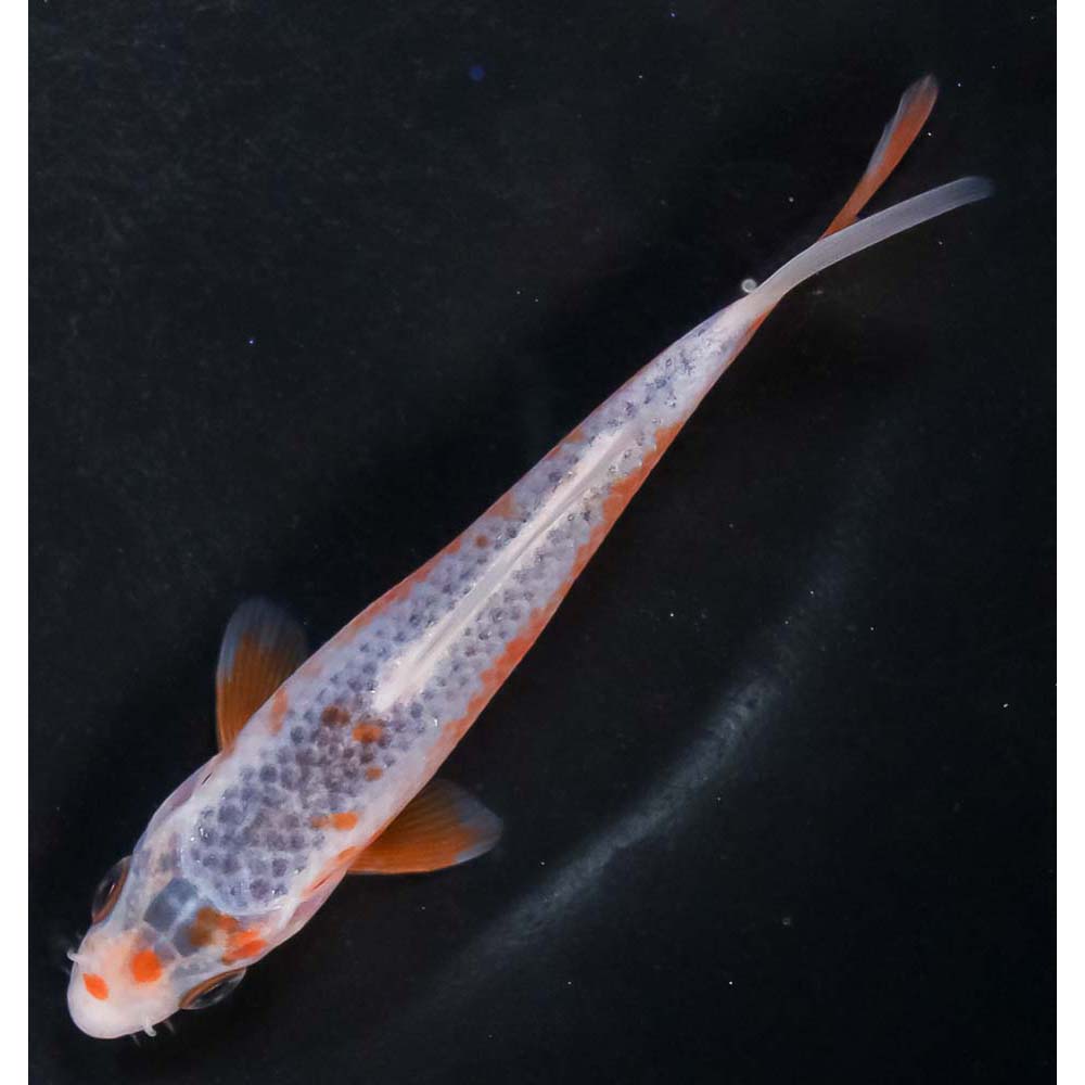 4” Imported Asagi | Koi Fish For Sale