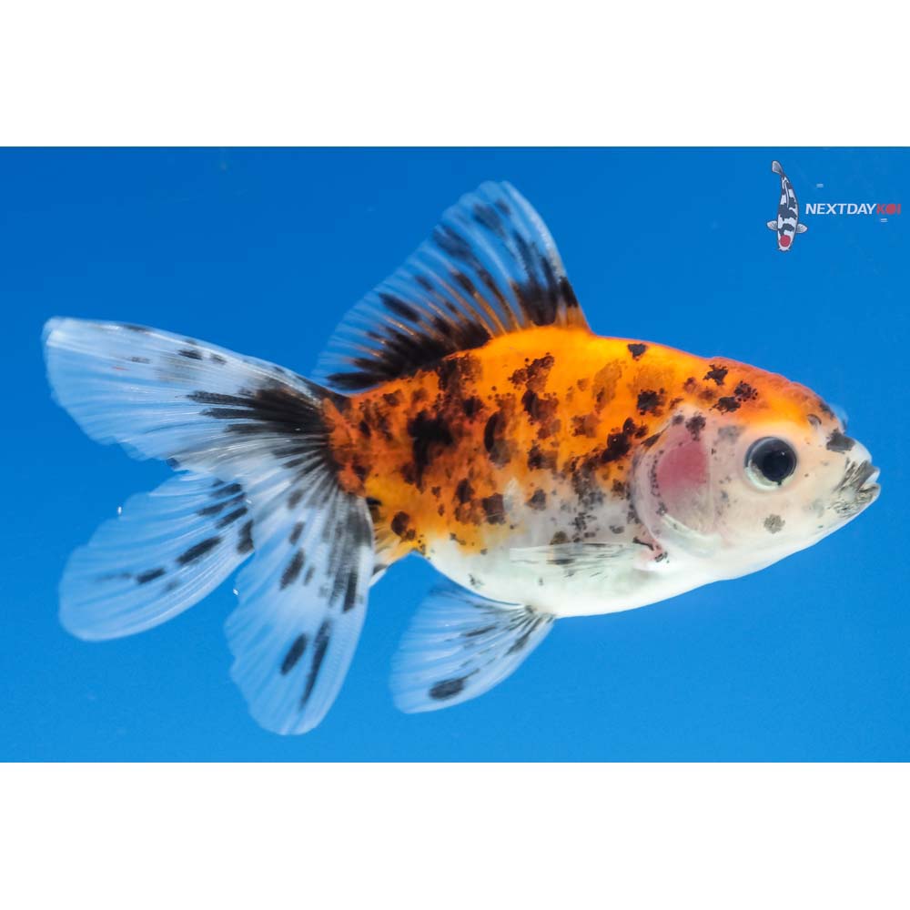3" Imported Calico Oranda | Koi Fish For Sale
